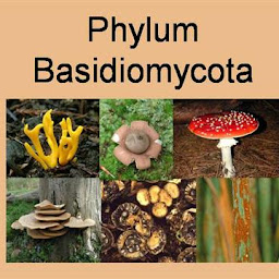 AprendiendosobreHongos