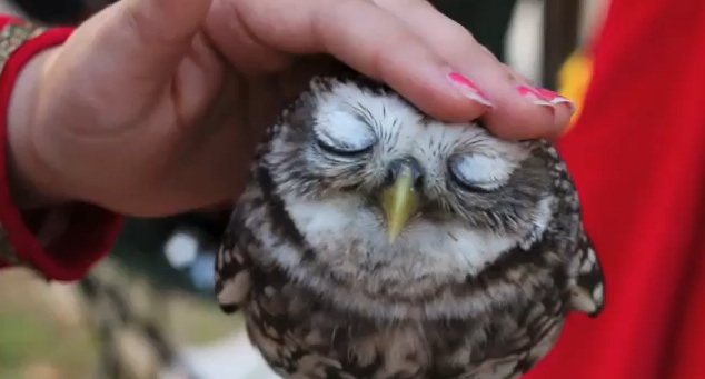 Buho tiernos - Imagui