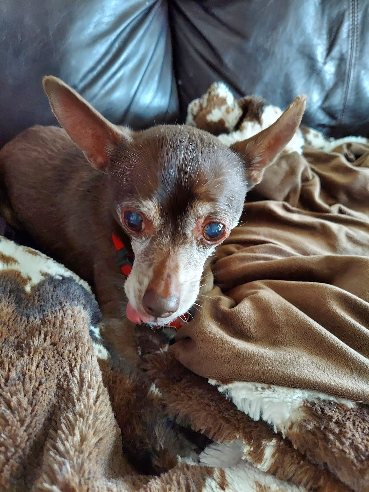 Disembodied Ninja: 2020