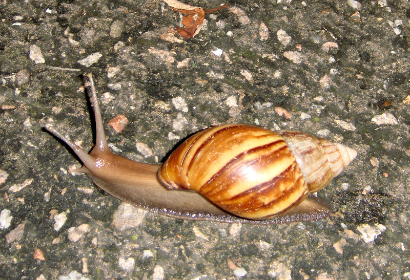 Supersupergirl's creature world: Snail and a whelk snail