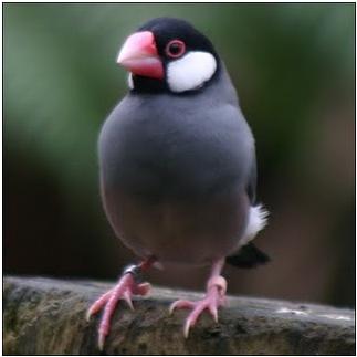 Jendela Hewan: Gelatik Silver, Gelatik Jawa Hasil Mutasi