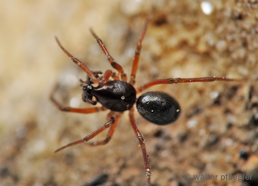 Nature photos from an Amateur Naturalist: Peaks of the High Tauern ...
