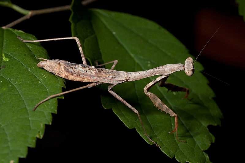 BeautifulNativePlants: Praying Mantises. Which are the Good Ones?
