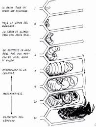 BIOLOGÍA II UVL 2017