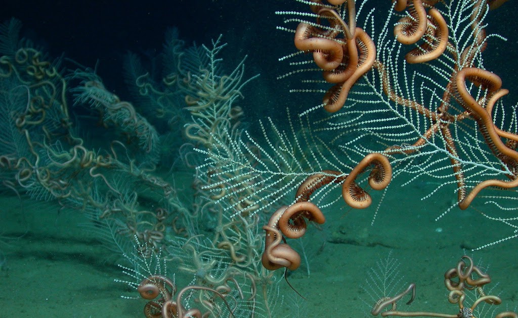 Real Monstrosities: Snake Star