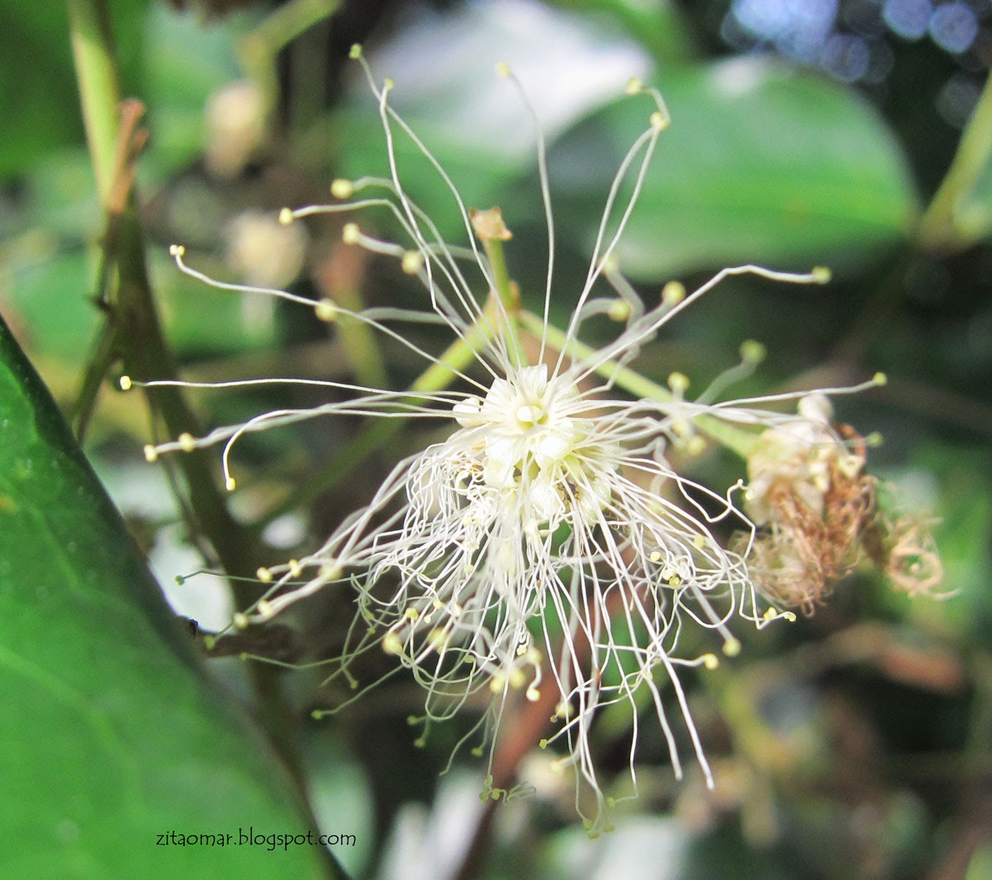 Kerdas atau Genuak - CariDotMy