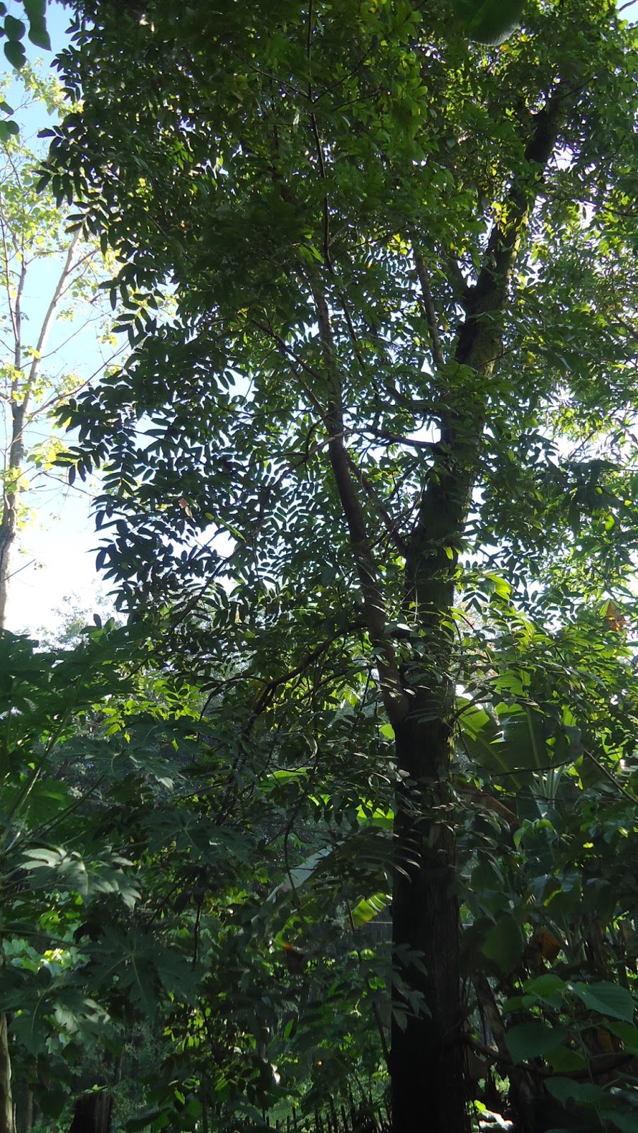 Philippine History: Narra