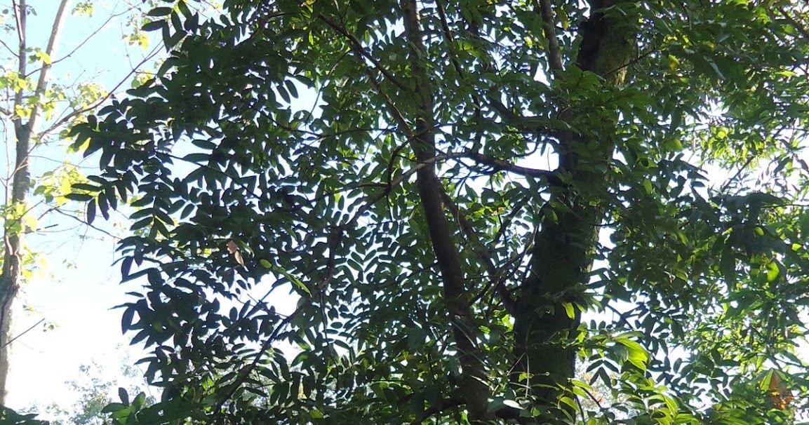 Philippine History: Narra