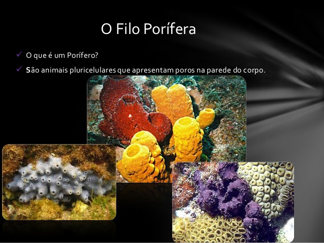 Filo porifera | Biologia: A ciência da vida