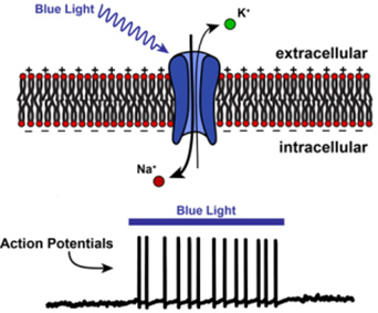 Le Cerveau de l'Enfant et de l'Adolescent: L'Optogénétique – La ...