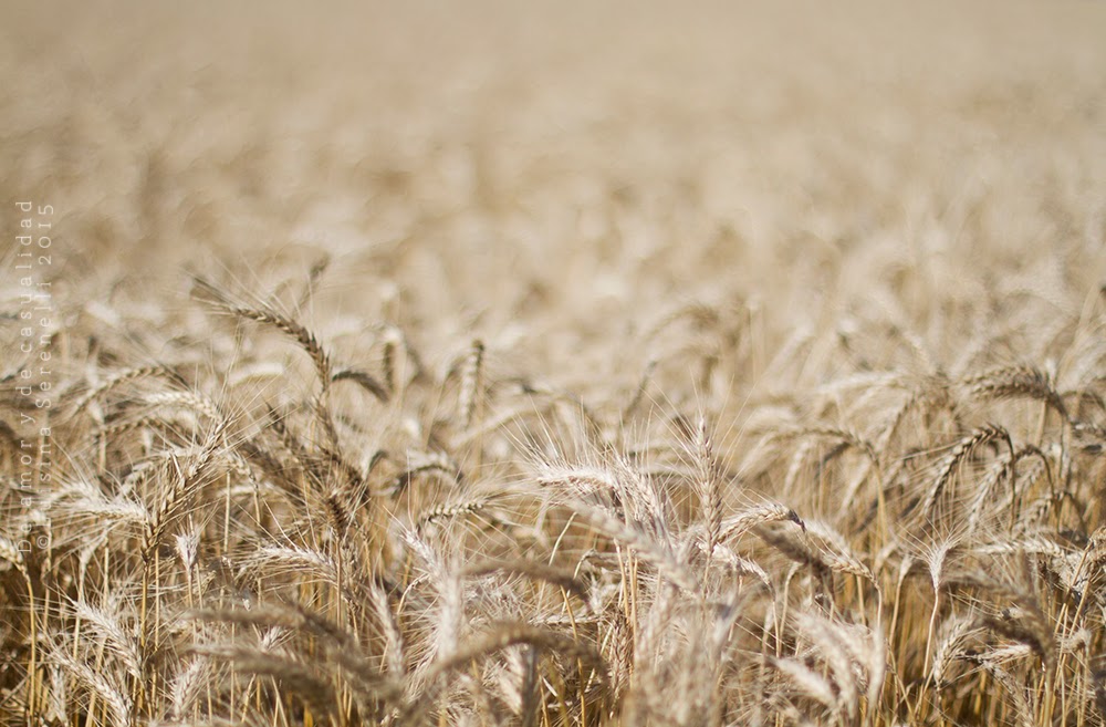 El trigal / De amor y de casualidad