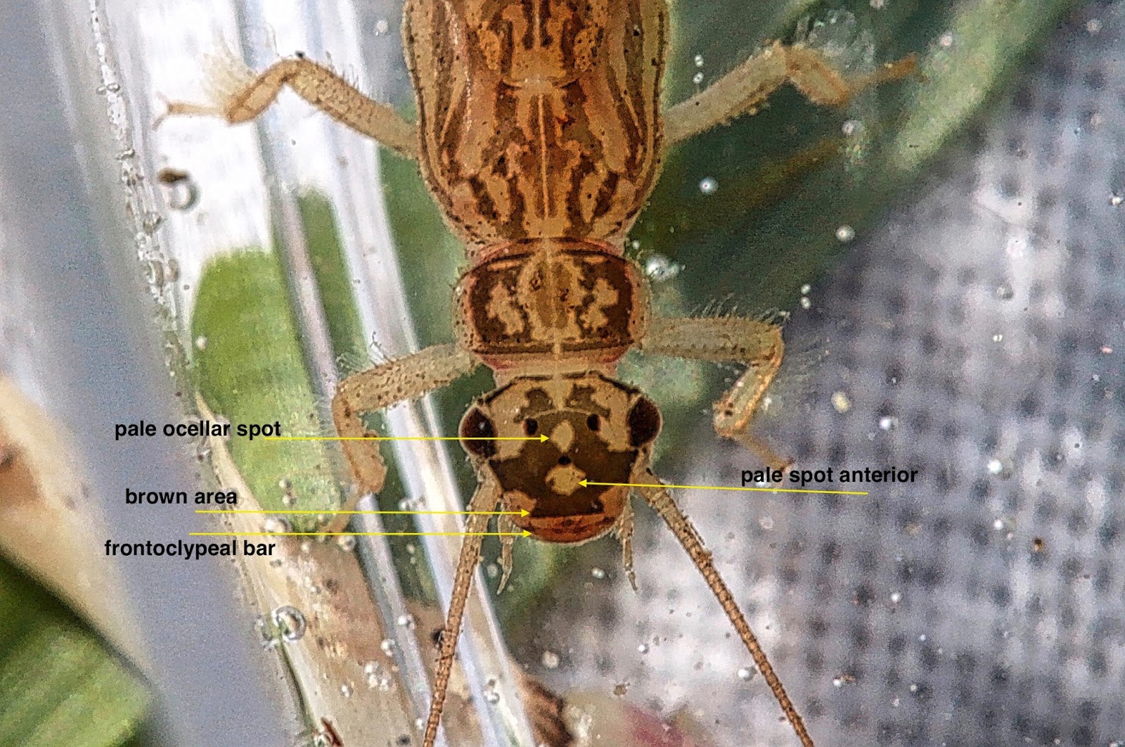 Aquatic Insects of Central Virginia: Isoperla davisi at Buck Mt. Creek