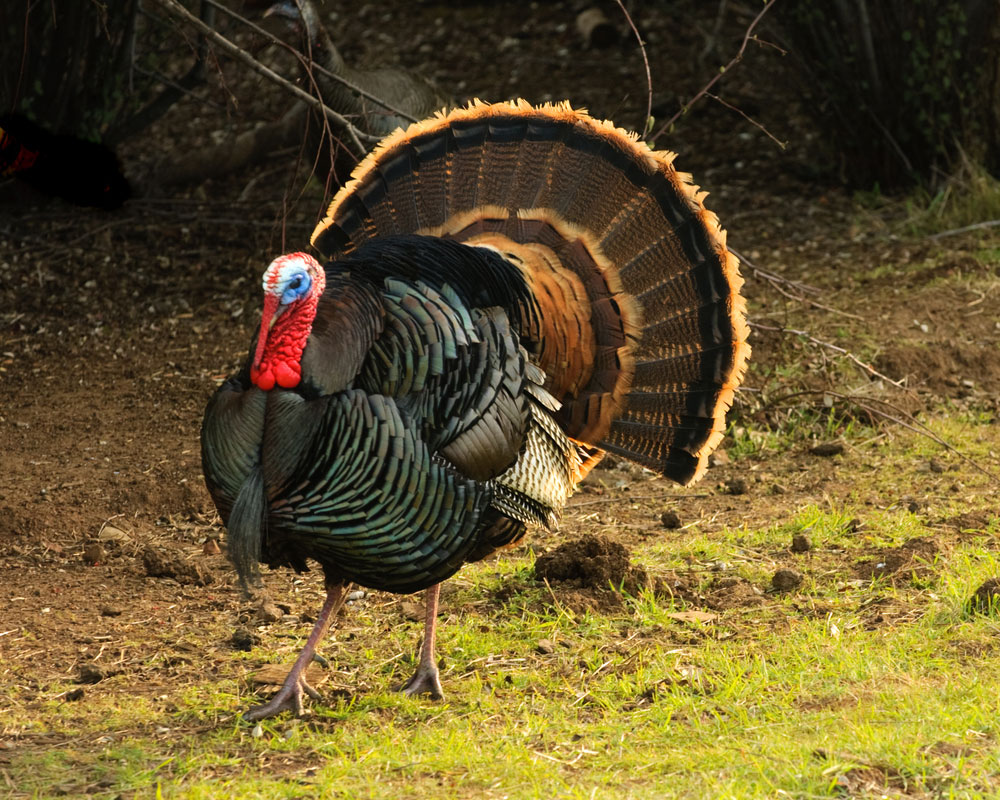 Marian's Hunting Stories, etc., etc., etc...: Hunter Shot While Turkey ...