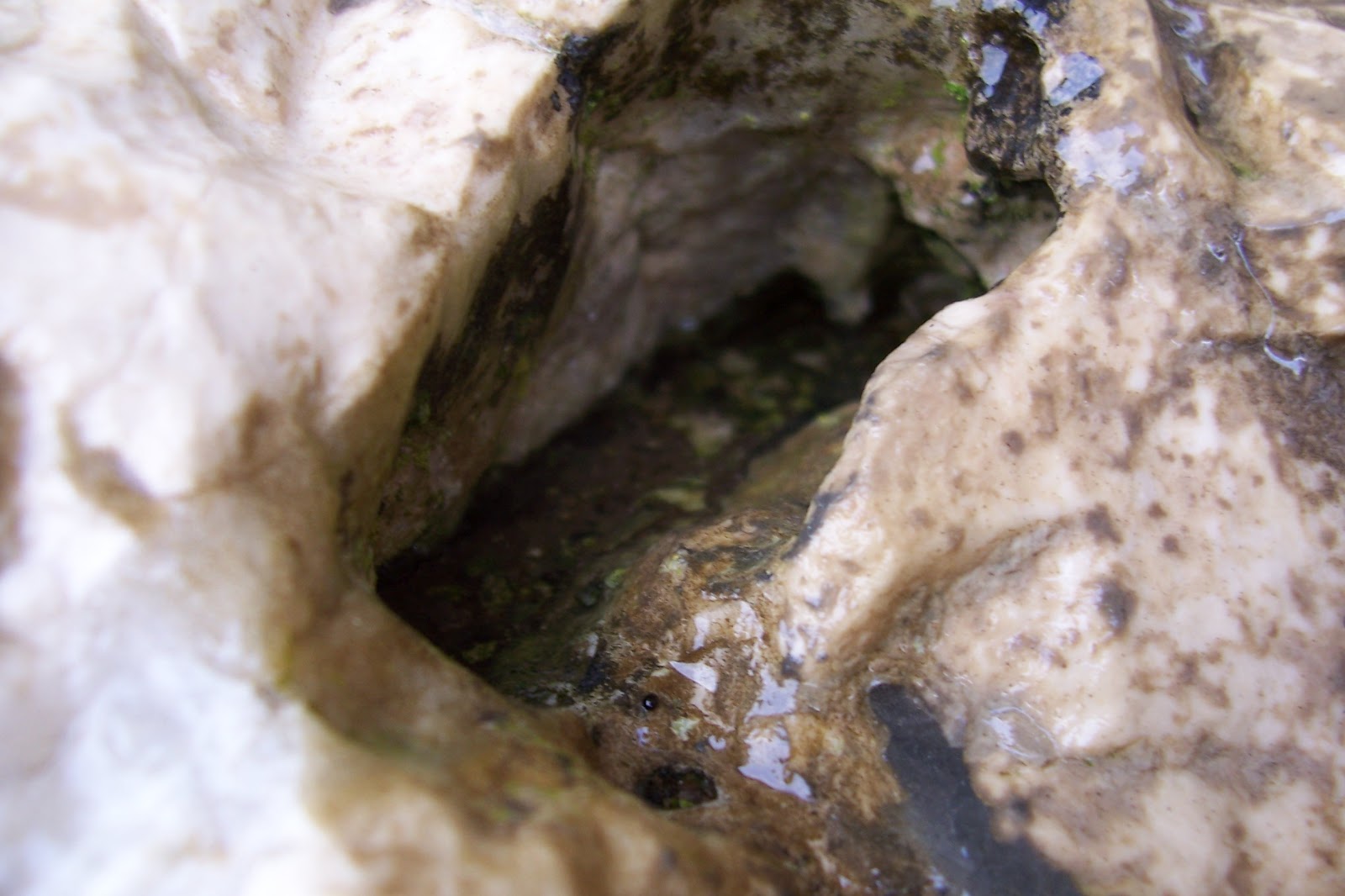 BUZZARD BUSHCRAFT: Limestone Filtered Water