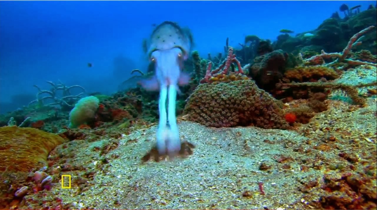 自我教育: 船釣用木蝦與花枝扒再研究