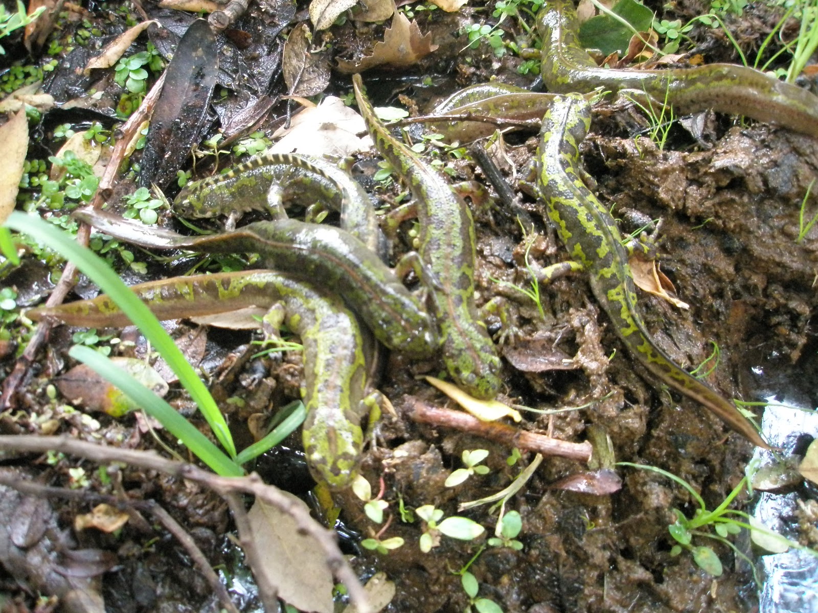 Mirada Salvaje: El tritón, un animal parecido a la salamandra.