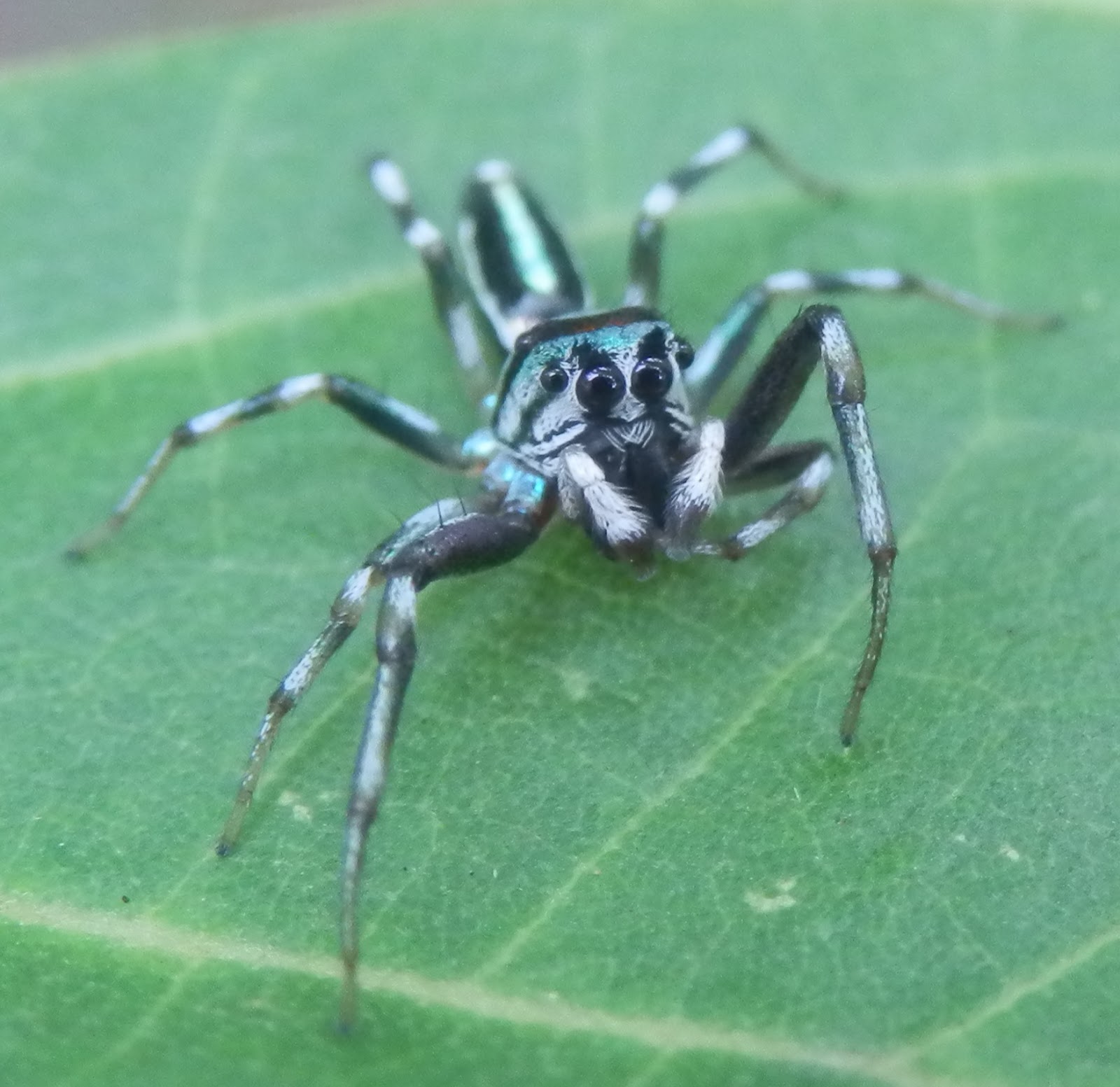 News from Coquette Point