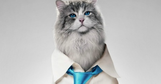 NINE LIVES Movie Cats Photo Gallery - Thisfunktional