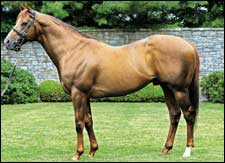 Springstone Horses: When They Say a Sire "Stamps" His Progeny