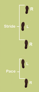 PLAIN AND CIVIL: PACING