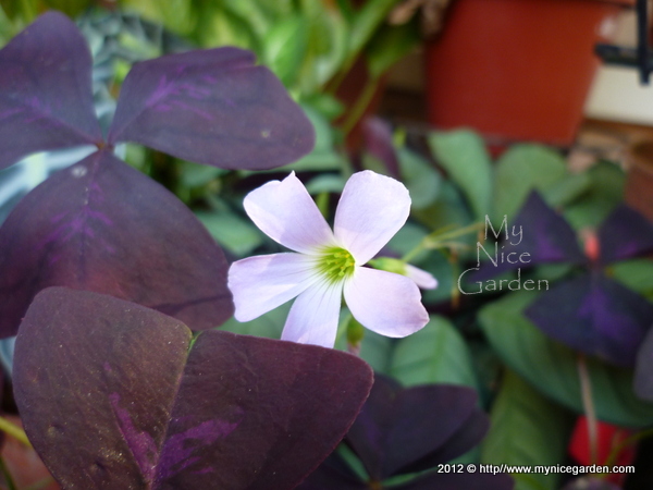 My Nice Garden: Purple Shamrock - Oxalis regnellii 'Atropurpurea' aka ...