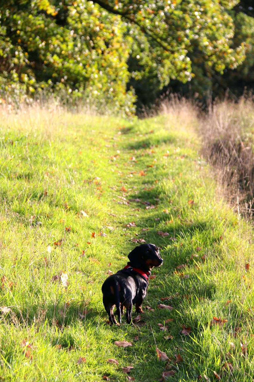 Dog Walking in Autumn