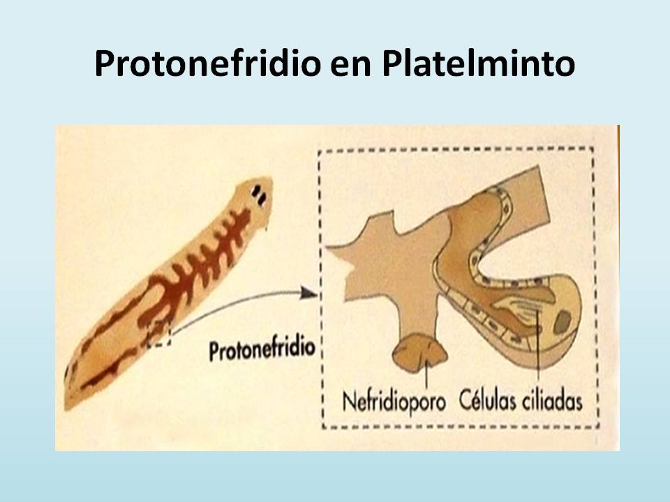 EL BIO BLOG HERRERIANO: 4º Y 5º AÑO - V UNIDAD