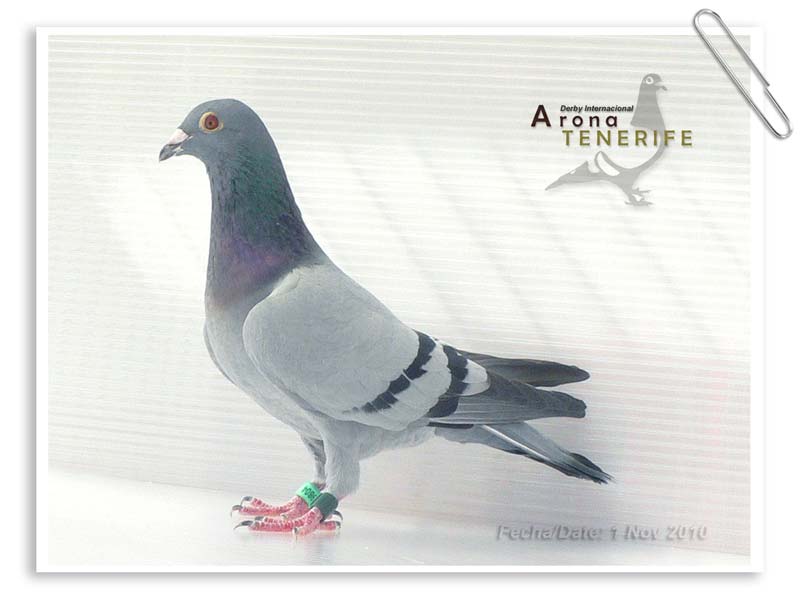 ΤΑΧΥΔΡΟΜΙΚΑ ΠΕΡΙΣΤΕΡΙΑ-RACING PIGEONS: Team COLUMBACANARIA