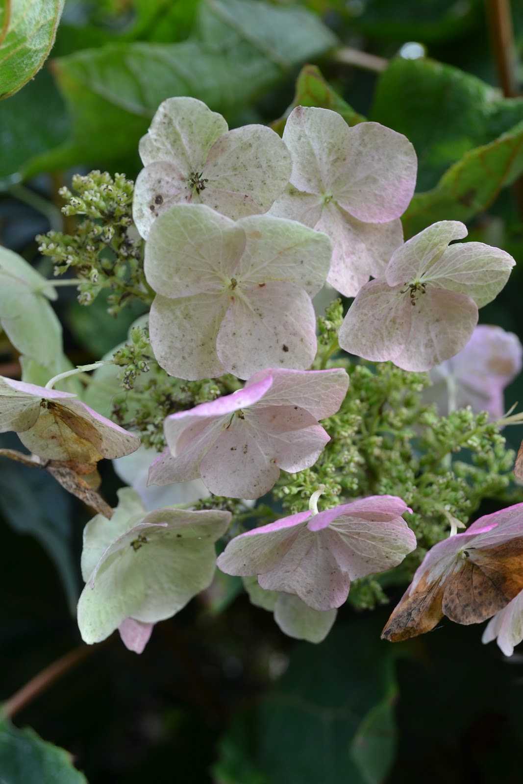 The Outlaw Gardener: Hardy Bocconia Frutescens?
