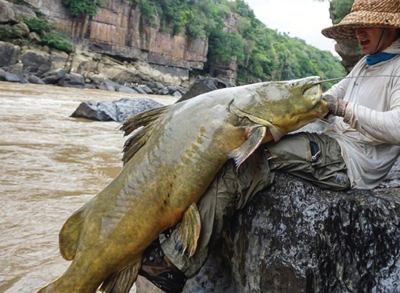 Gilded Catfish Si Lele Coklat Berbobot 50 Kilogram - Nakama Aquatics