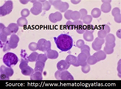 Lab Atlas: Basophilic Erythroblast