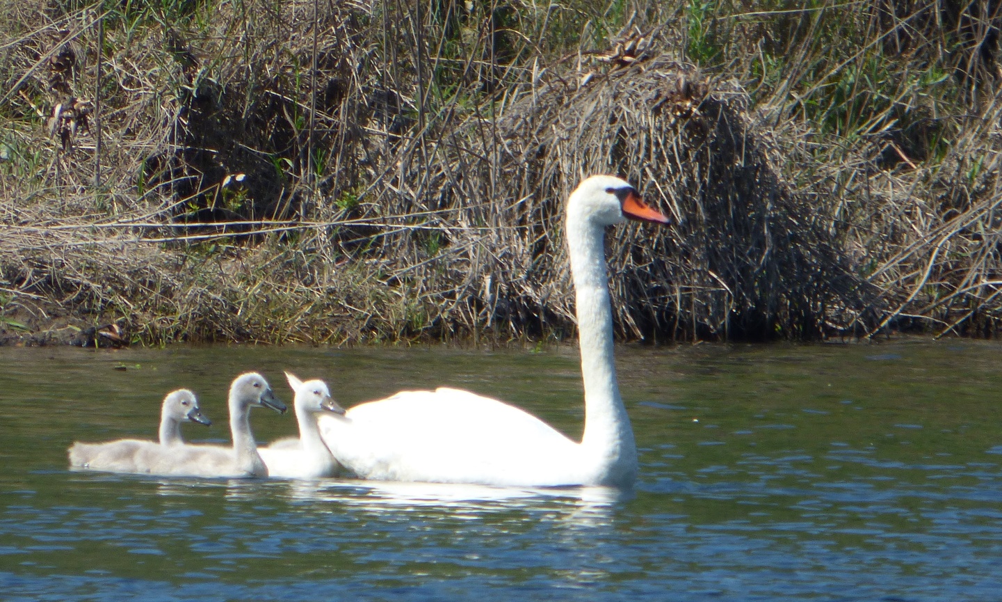 Geotripper's California Birds: Mute Swan Family on the Tuolumne River ...