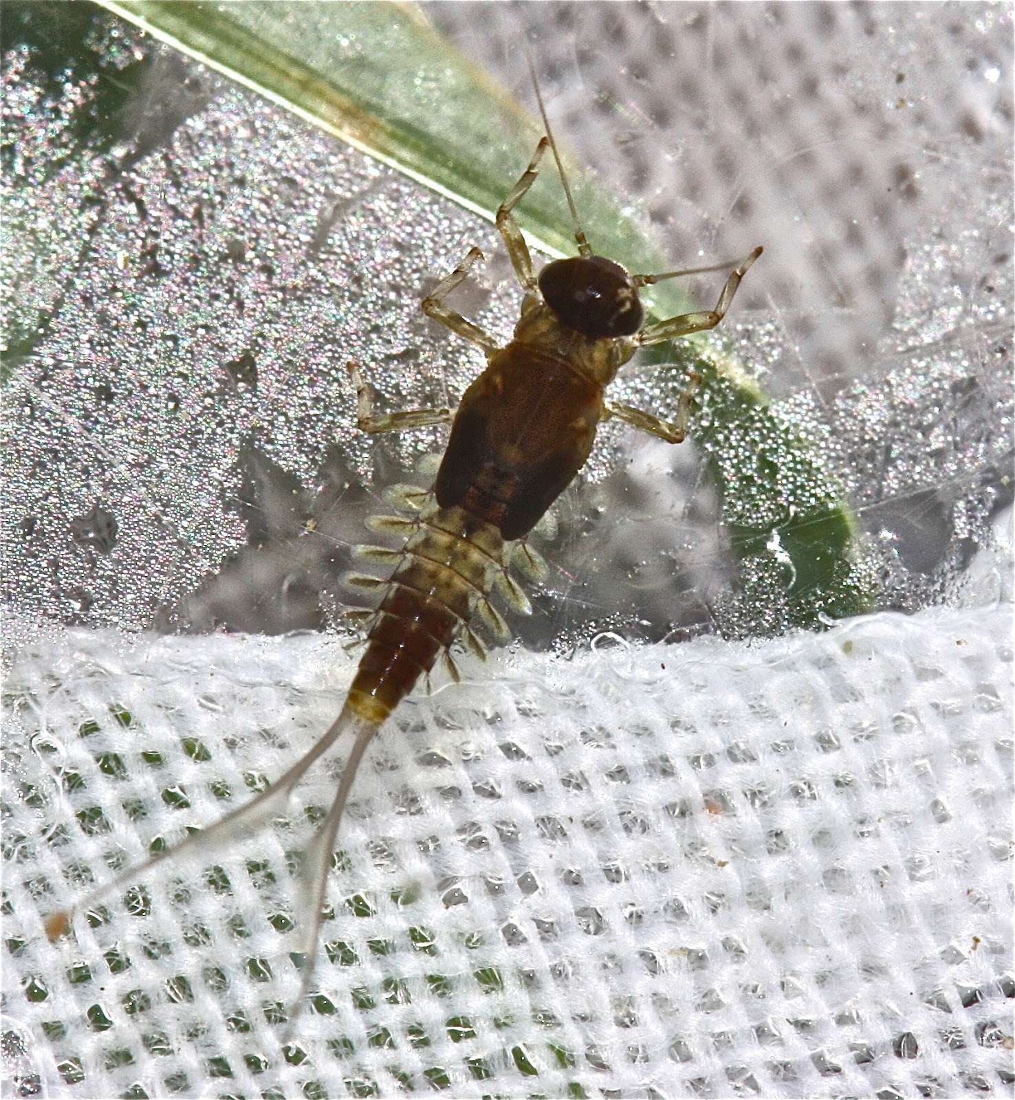 Aquatic Insects of Central Virginia: EPT List: Summer insects in the ...