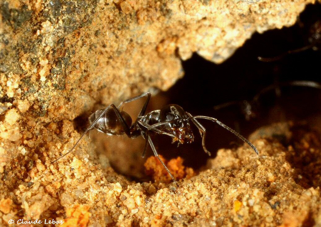 fourmis de Cuba- Hormigas de Cuba- Ants of Cuba: Dorymyrmex insanus