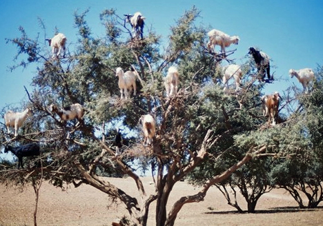chippep: WHEN GOATS CLIMB TREES ...