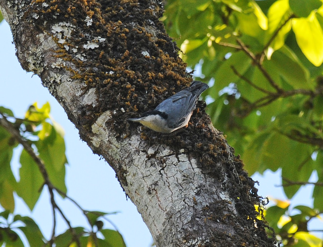 ZOOTHERA BIRDING BLOG: Doi Lang Wrap-up..!