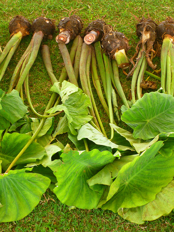 The Adventures of S/V Silhouette: More News About Niue