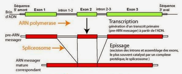 Mon cours de SVT: C3. La transcription de l'ADN en ARNm