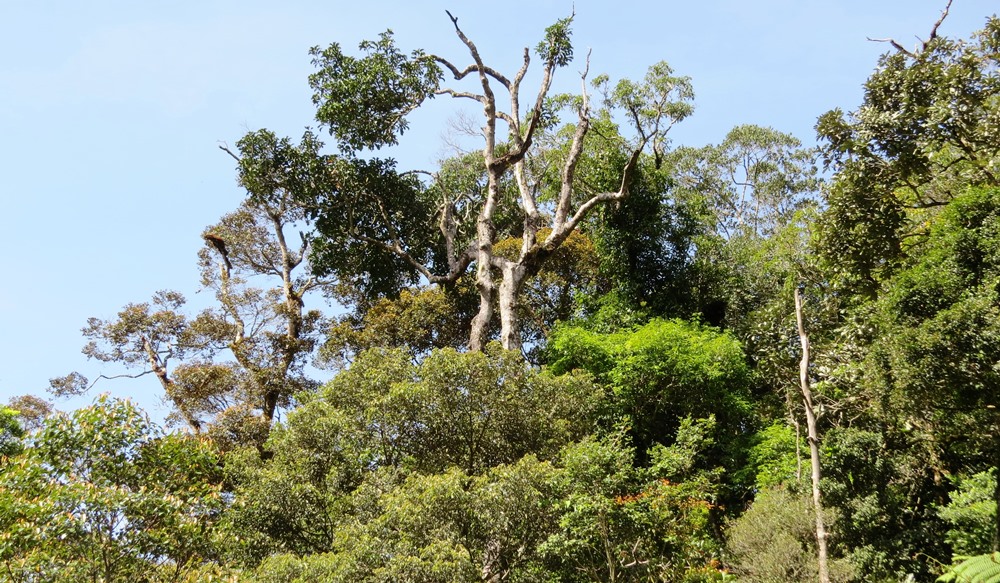 KINABALU: MESILAU NATURE PARK
