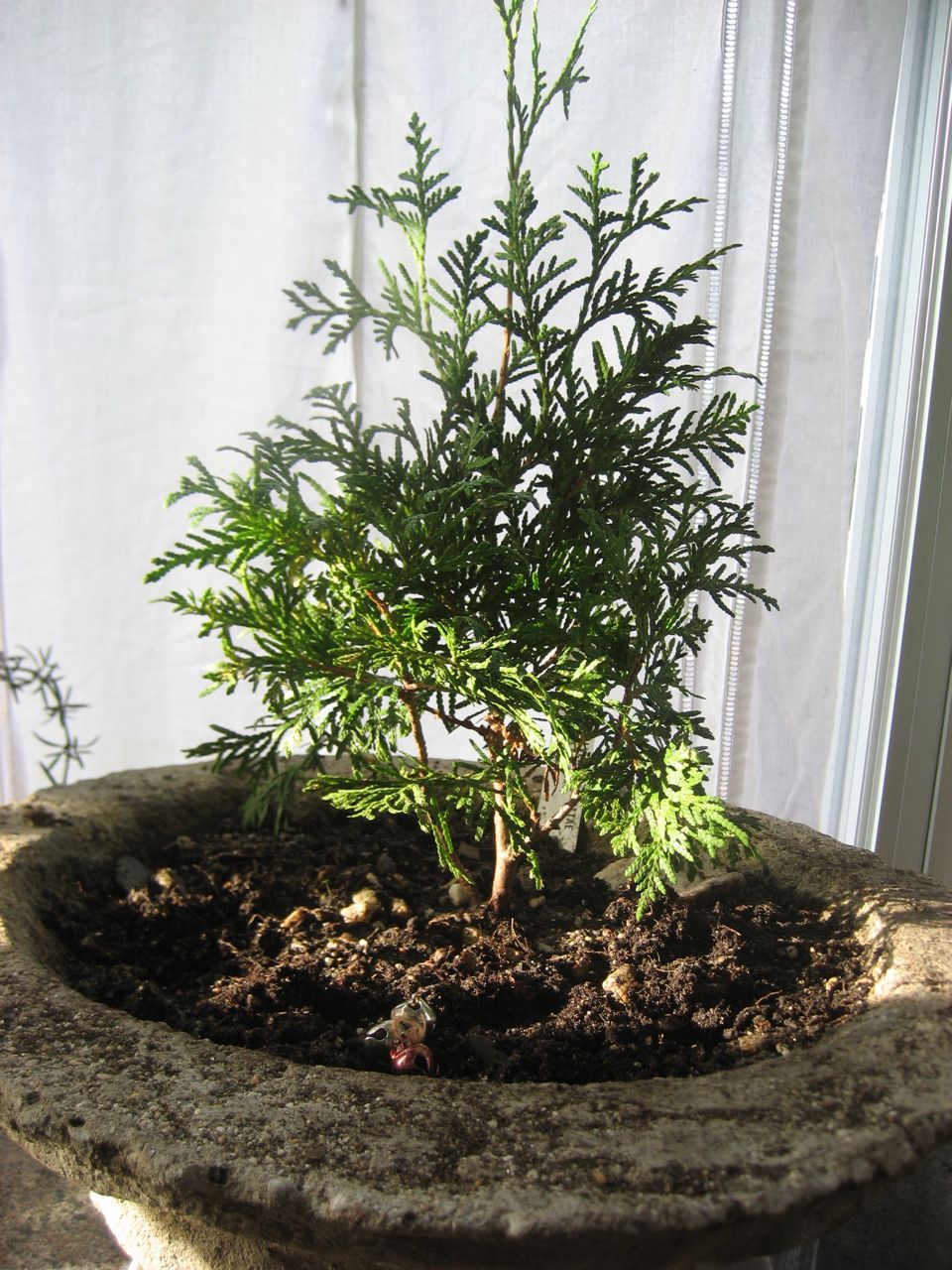 Tiny Gardens: Propagating Miniature Arborvitae