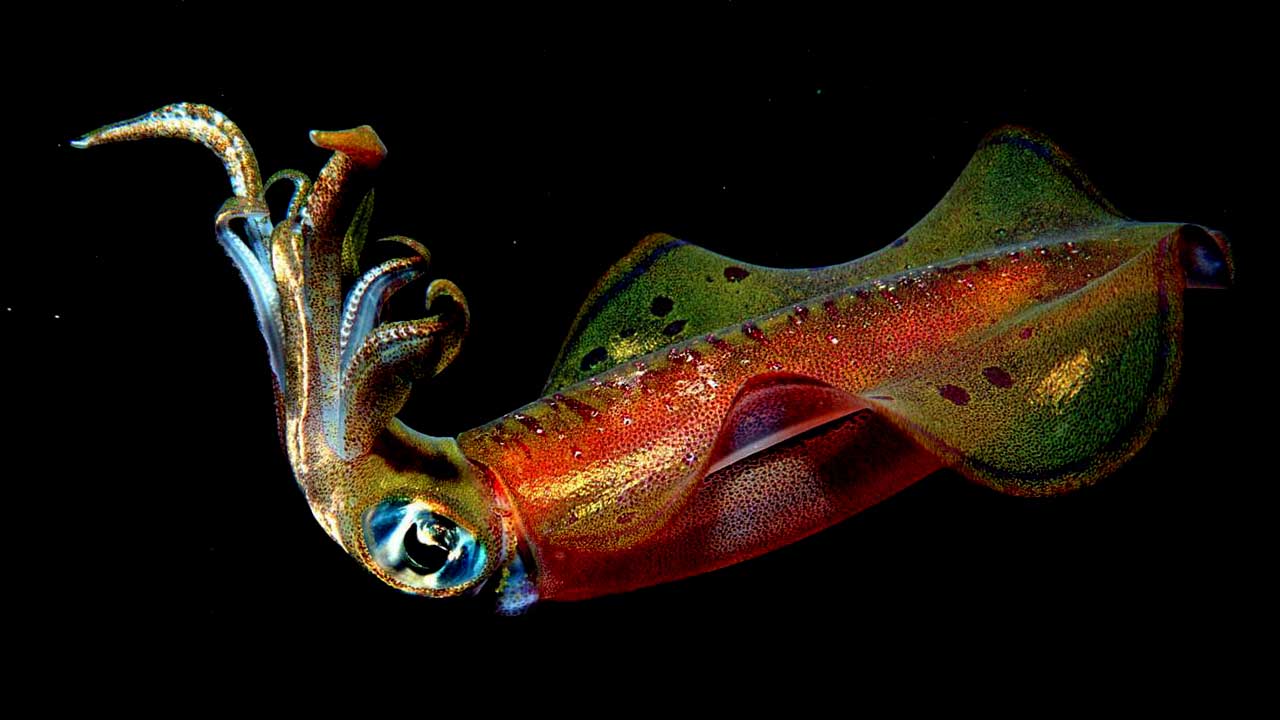 Photo association game - Page 186