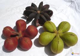 Bisnis Hobi Tanaman dan Pertanian : MENGENAL POHON KEPUH YANG MULAI LANGKA