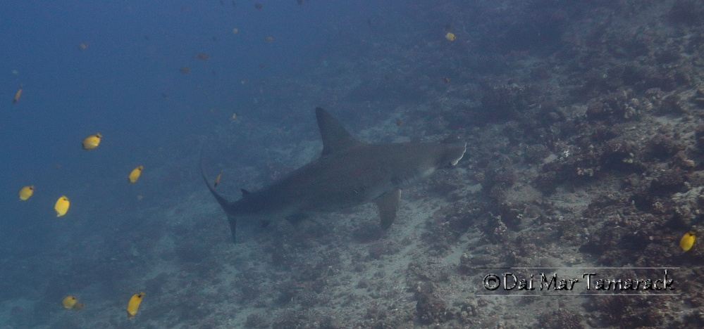 Capturing the Moment: Hammerhead Shark Dive in Hawaii