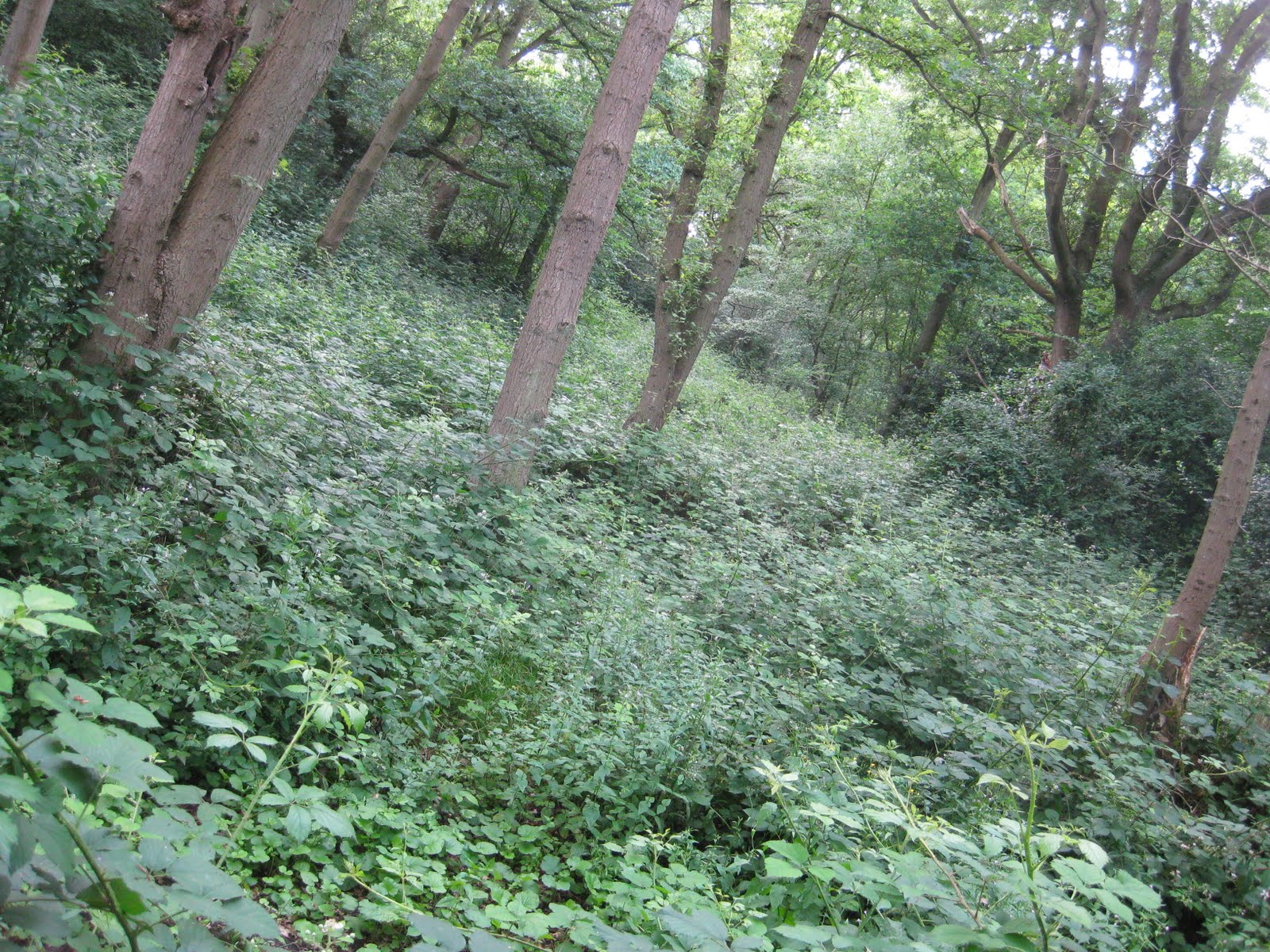 Ham Photos: Back to Ham Common Woods