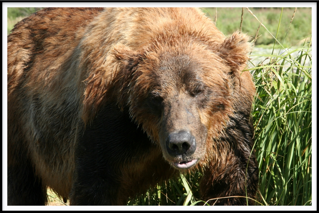 SIBISNUS: ALASKA-EL FESTÍN DE LOS OSOS GRIZZLY
