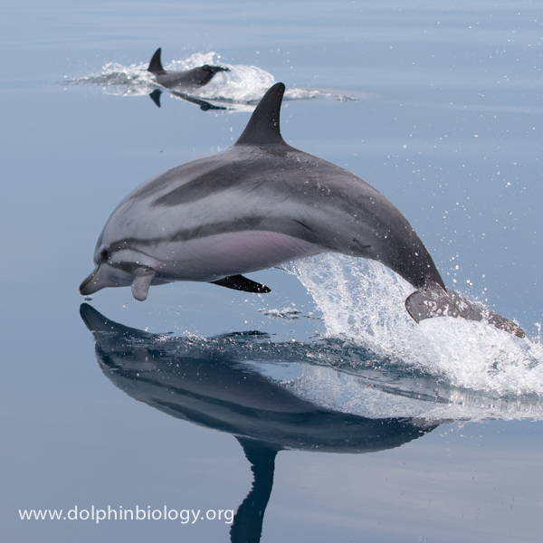 Dolphin Biology and Conservation: Mirror test