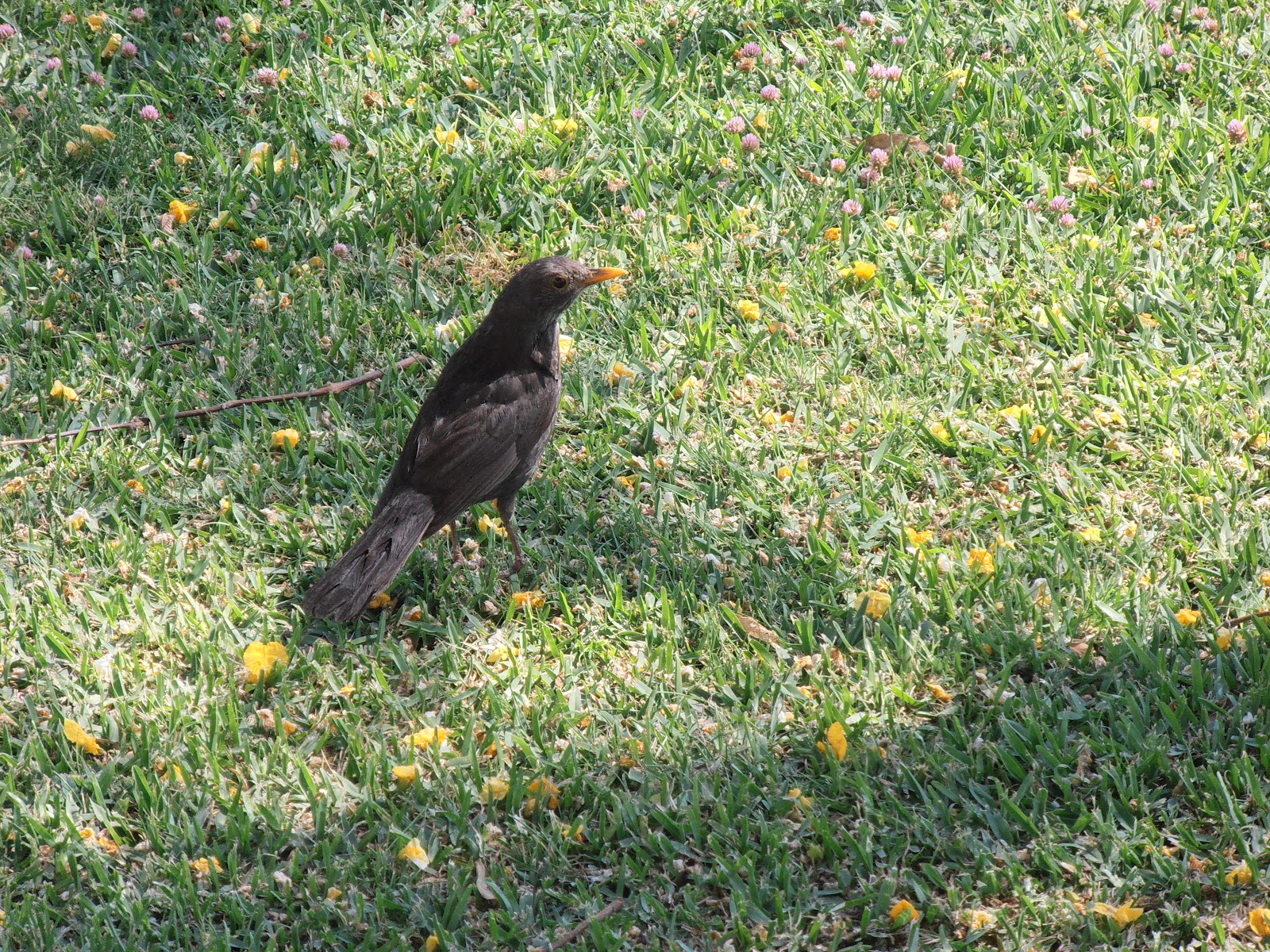 MIRLO: Turdus merula | Plantas rioMoros