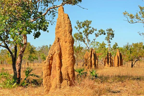 Rayap - Serangga Pekerja Keras - Dunia Serangga yang Menakjubkan