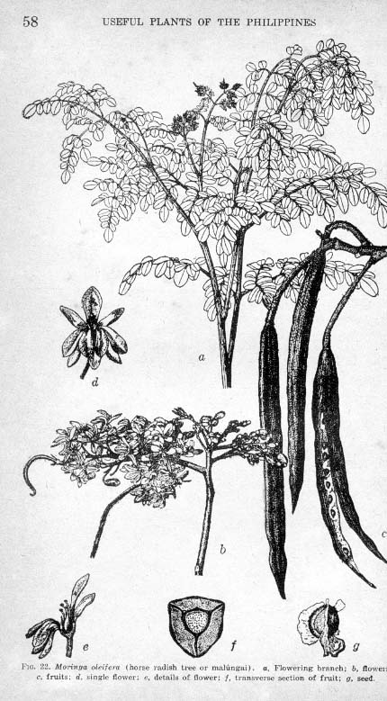 Malunggay Tree Drawing