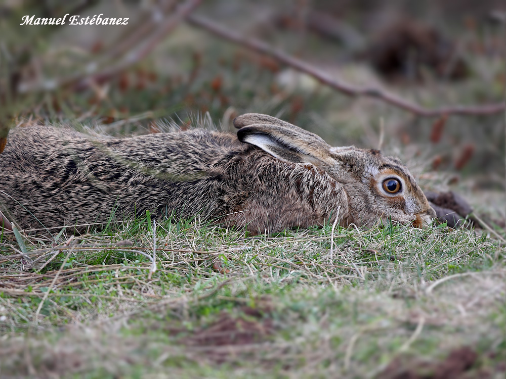 Miradas Cantábricas: Liebre de piornal (Lepus castroviejoi)